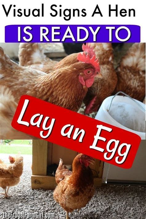 6 Things You Should Know Before A Hen Lays Eggs Raising Chickens Egg