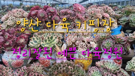 깔끔하고 예쁜~ 관리잘된 양산 오아시스 키핑장 매니아님 키핑다이즐감하세요~♡ Youtube