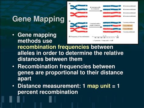 ppt gene linkage and genetic mapping powerpoint presentation free