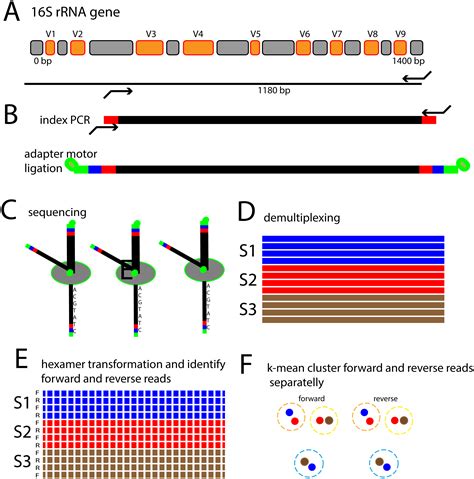 16s Rrna For Bacterial Identification