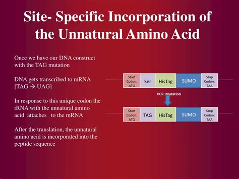 Ppt Genetic Incorporation Of Unnatural Amino Acids Into Proteins