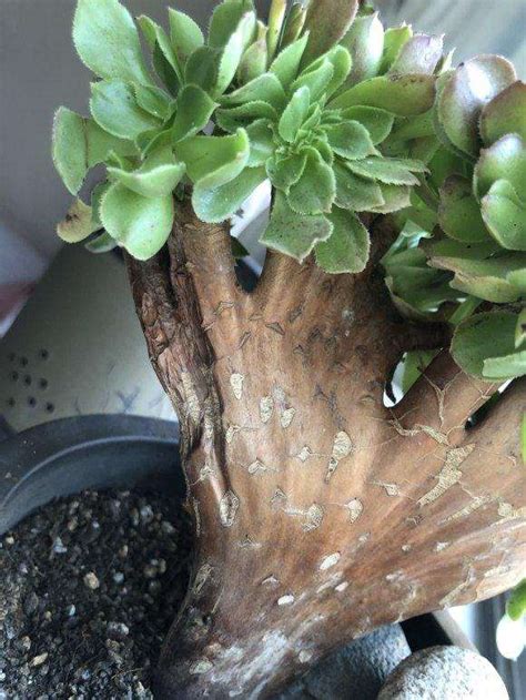 玫瑰法师多肉缀化已经上盆20天了 PenJing8 盆景吧