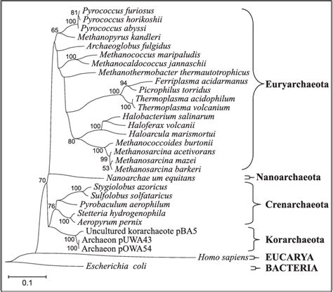 Phylogenetic Tree Of 16s Rrna Genes From Archaea With Genomes