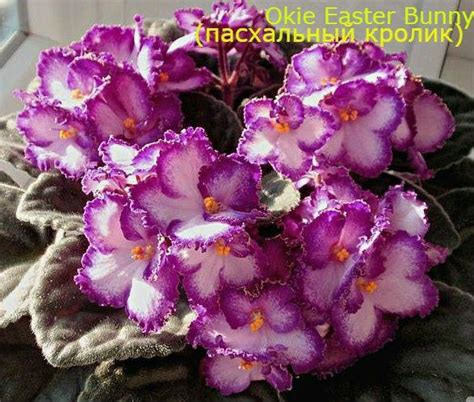 фиалка сорт Okie Easter Bunny (пасхальный кролик) – купить в Омске ...