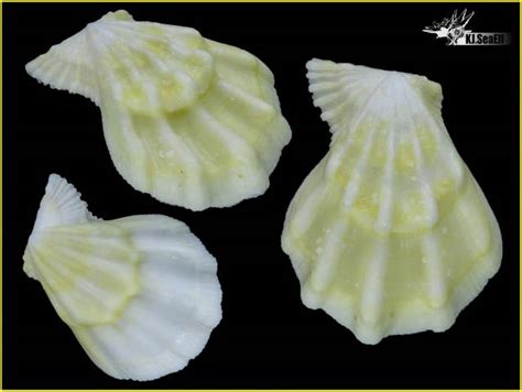 Swiftopecten Swiftii 3497100