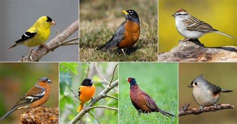 17 birds that chirp in the morning with photos bird nature
