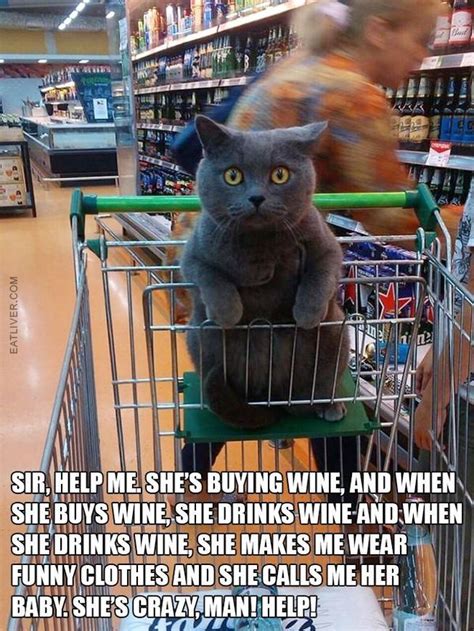 Cat Memes Funnyfoto Funny Animals Funny Cat Memes Cat Jokes