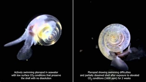 Pteropods