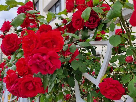 Flower Free Photo On Pixabay Pixabay