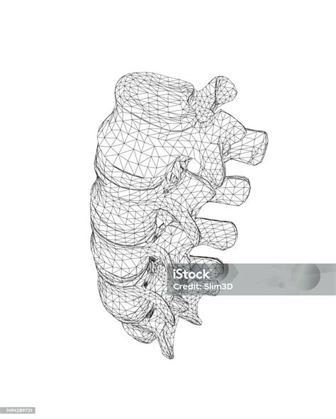 벡터 그림 척추 진단 기호 디자인 기호 벡터 아이콘입니다 라인 디자인 척추 뼈와 구조 의학 및 해부학 인간의 해부학적 와이어프레임 구조 개념 그림입니다 개념에 대한 스톡