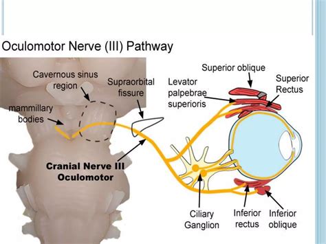 3 Rd 4th 6th Cranial Nerve Pptx