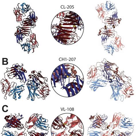 Fab Dimers Can Be Trapped With Engineered Disulfides A Download Scientific Diagram