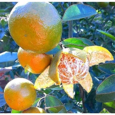 Jual BIBIT JERUK SIEM MADU Okulasi Super Manis Shopee Indonesia