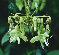 Mucuna Wikipedia