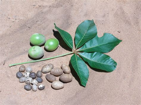 Mongongo Leaf And Fruit Natural Hair Oils Growing Tree Carrier Oils