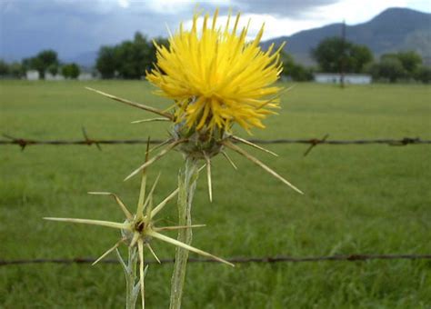 Invasive Yellow Starthistle A Growing Western Weed Concern Farm Progress