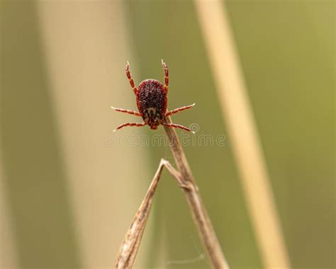 Lone Tick Climbing On Grass Blade Stock Image Image Of Health