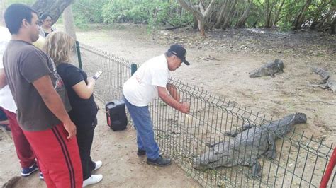 Alimentan A Cocodrilos De Tampico Con Pollo Para Divertir Turistas
