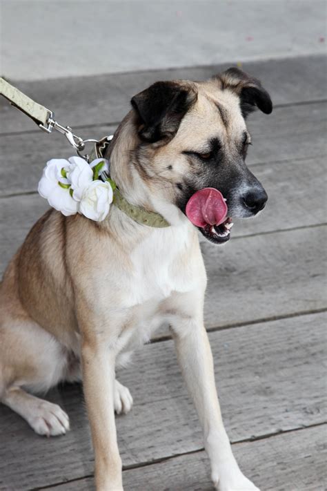 Daisy By Arezou Keshavarz