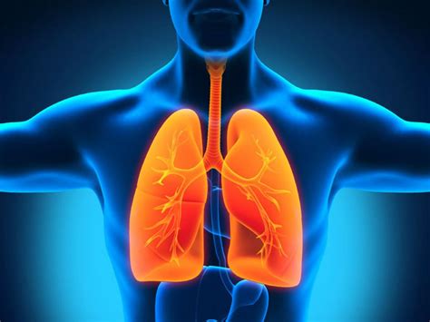 Como Mejorar La Salud De Mis Pulmones Beautiful And Healthy