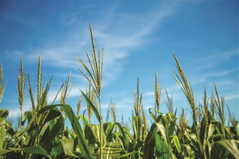 Como alcançar uniformidade no plantio de milho safrinha Revista Campo