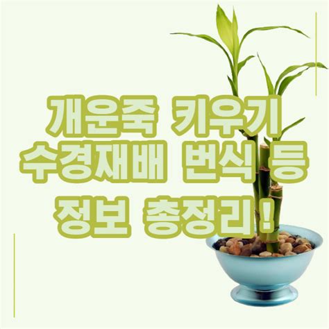 개운죽 키우기 물주기 수경재배 자르기 번식 노랗게 변했을때 방법 총정리했어요 네이버 블로그