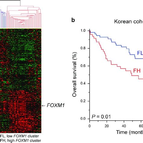 Gene Expression Patterns Of The Co Expressed Gene Set Of Foxm1 And The