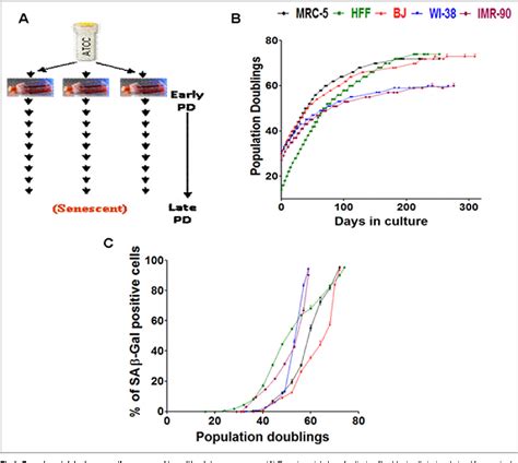 Figure 1 From Conserved Senescence Associated Genes And Pathways In Primary Human Fibroblasts