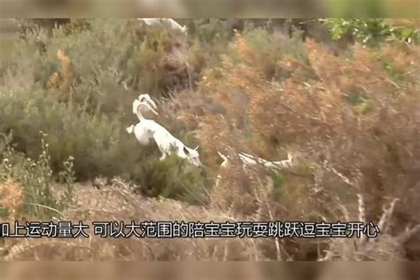 怎样才能把一只普通狗训练成一只猎犬？这些绝招让你变成训狗高手猎犬绝招训练