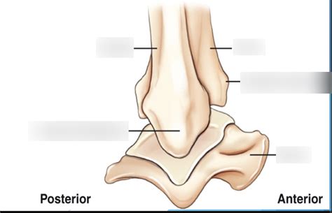 Ankle Joint Labeling Diagram Quizlet
