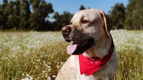 Cuánto vive un perro labrador