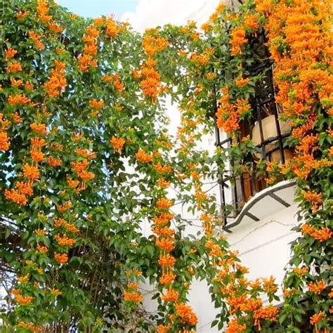 خرید و قیمت گل پیچ رونده اناری سایز چند ساله از غرفه گلخانه باغ بهشت