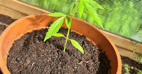 Week 4 Mandarin Punch Auto Growing It Outdoors Imgur