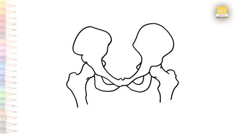 Pelvic Bone Drawing Science Drawing Videos How To Draw Pelvic Bone