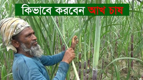 কিভাবে করবেন আখ চাষ ১ ৫০ ০০০ টাকা লাভ করেন কৃষক রফাত আলী Youtube