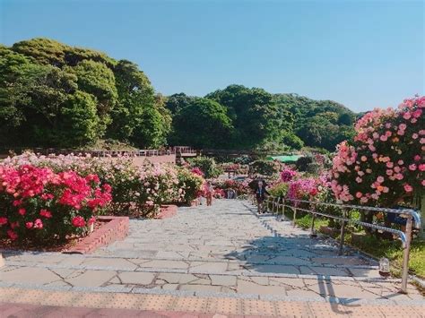 グリーンパーク 日本一の美しさを目指すバラ園の魅力を探る 北九州の情報が満載 行こう住もう