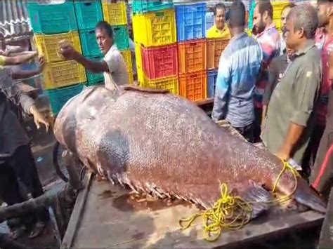 Digha Viral Fish দিঘায় ২০০ কেজির দানব মাছ লম্বা ৭ ফুট কত লক্ষ টাকা