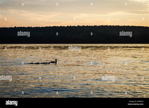 A Mother American Black Duck Leads Her Six Ducklings Across The Lake On