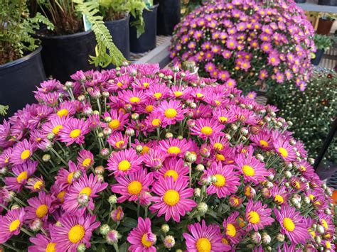 REVVL Pro G Review T Mobile Is Setting A High Bar For Budget Phones