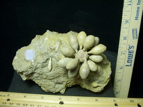 Rare Echinoid Fossil With Spines 030820m The Stones And Bones Collection