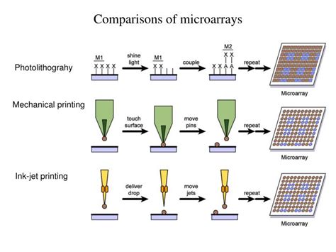 Ppt Microarray Introduction Powerpoint Presentation Id 1100698