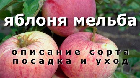 Яблоня мельба Описание сорта Посадка и уход Youtube