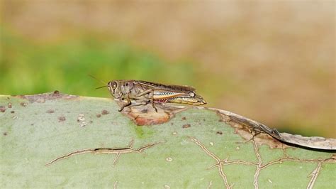 Grasshopper Close Up Insect Free Photo On Pixabay Pixabay