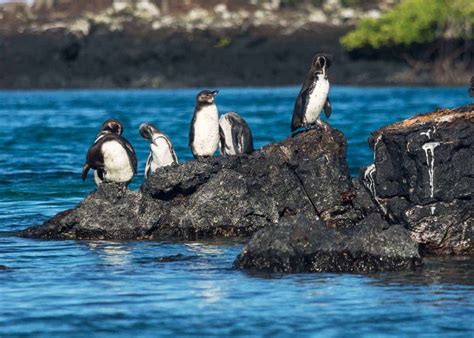 43 Galapagos Penguin Facts Tropical Guide Spheniscus Mendiculus