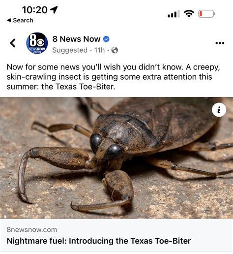 Nick Is So Famous Scientists Named A Bug After Him R Nmpx