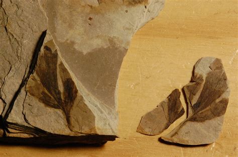 Prepping Eocene Plant Fossils Without Air Tools Fossil Preparation