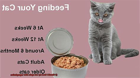 Should I Feed My Cat Again After Regurgitation