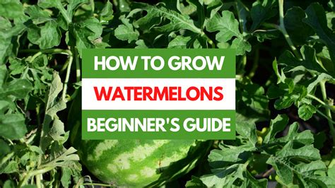 How To Grow Watermelons A Beginners Guide Gardening Eats