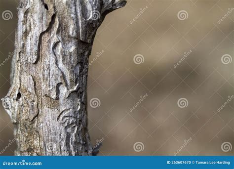Tree Branch With Texture Worn Wood Closeup Border Royalty Free Stock Image