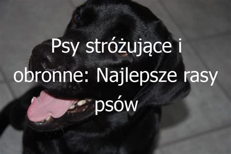Psy Stróżujące I Obronne Najlepsze Rasy Psów Do Roli Stróżów I Ochrony Domu Dla Pl